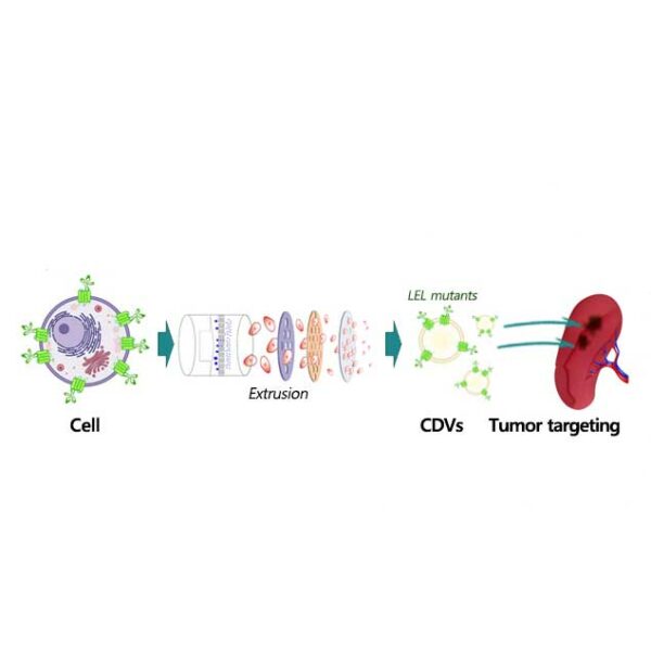 PRODUCTS - Evercyte - Forever is just enough