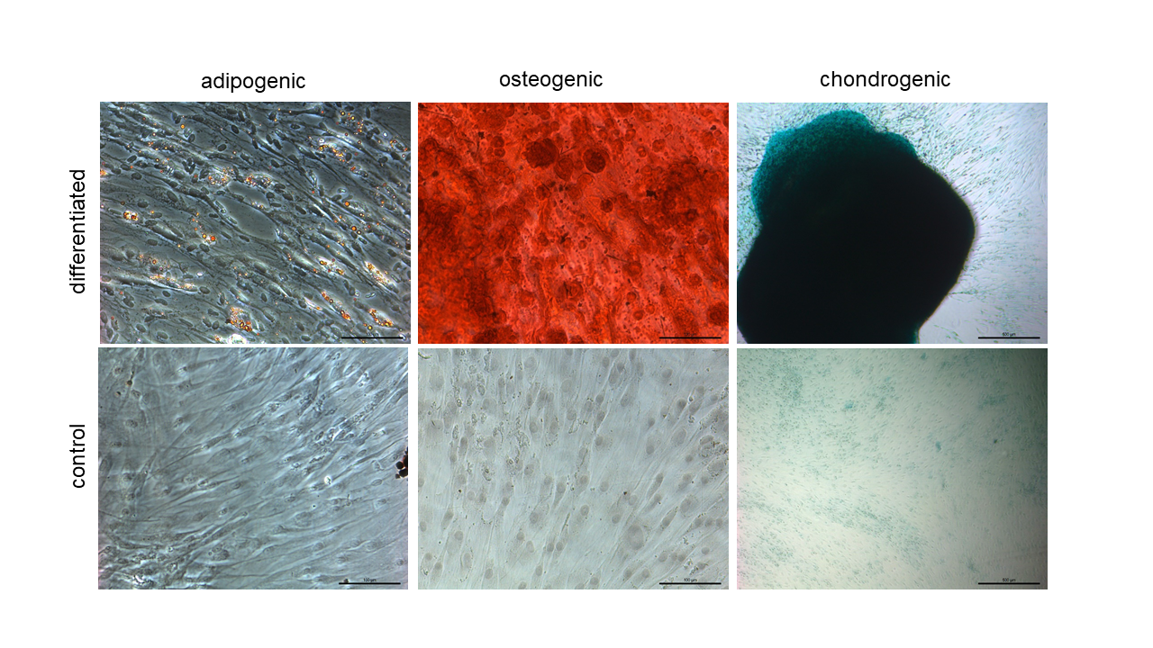 ASC/TERT1 - Evercyte - Forever is just enough