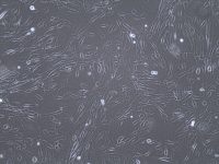 PRODUCTS - Evercyte - Forever is just enough